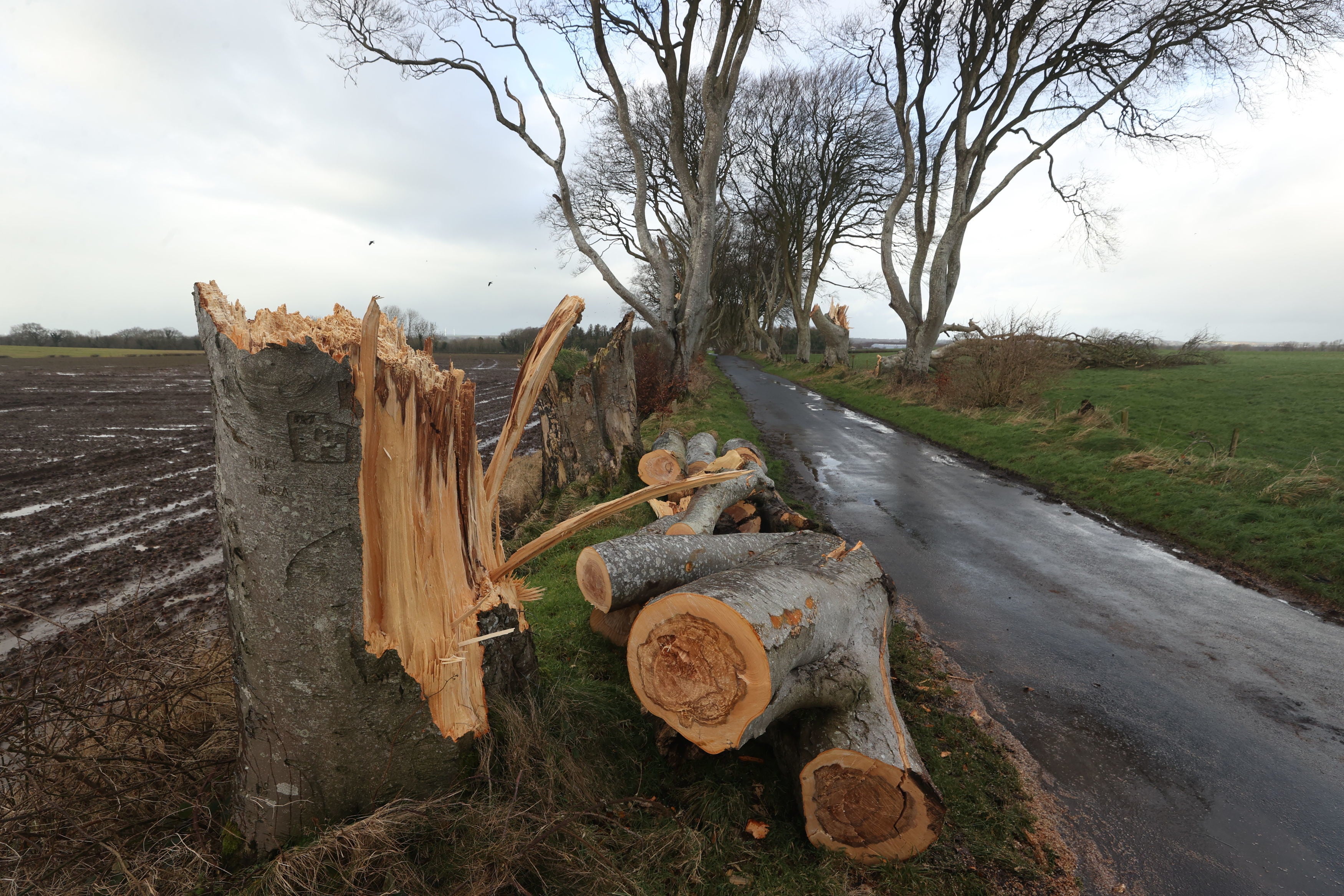 Game Of Thrones Dark Hedges trees ‘coming to end of natural lives’ | The Independent